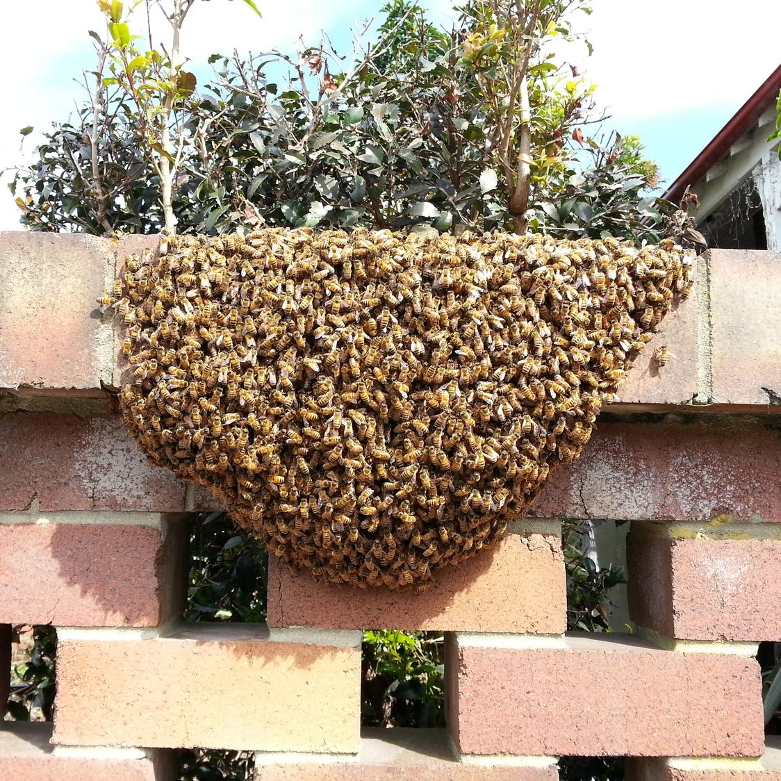 Swarms ~ Western Galloway Beekeepers' Association